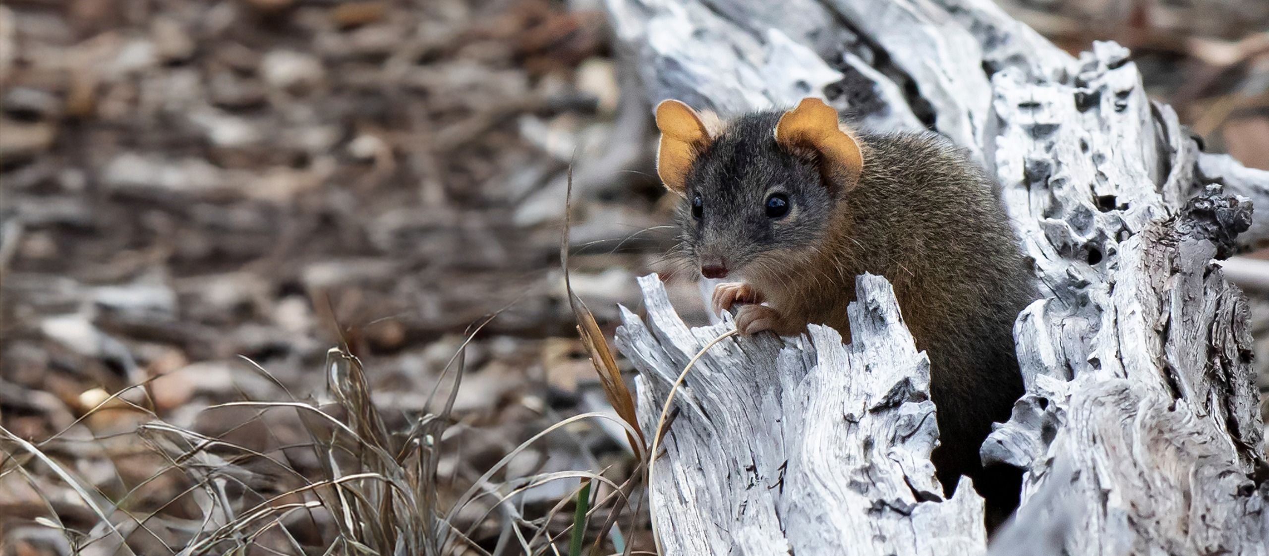 TCV | About VNI West | Environment Effects Statement (EES)